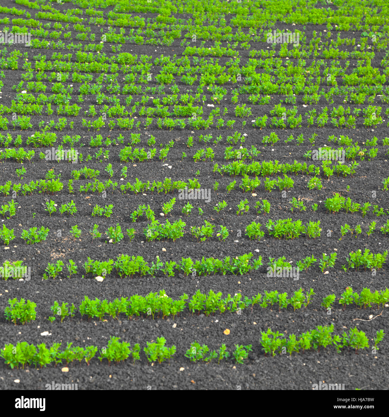 food, aliment, ground, soil, earth, humus, agriculture, farming, farm ...