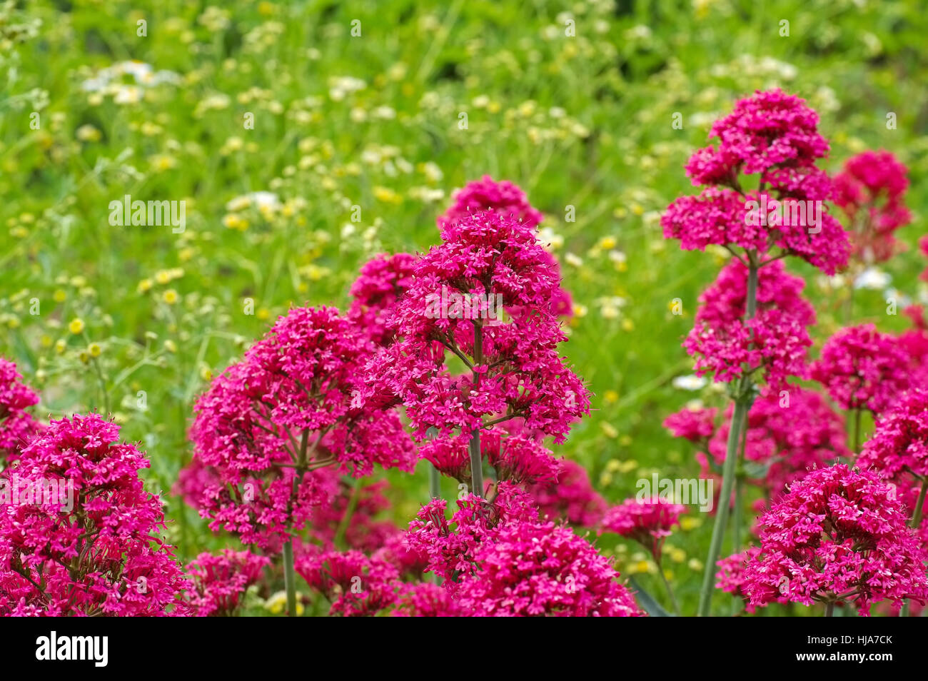 spur valerian, Centranthus ruber a red wildflower Stock Photo - Alamy
