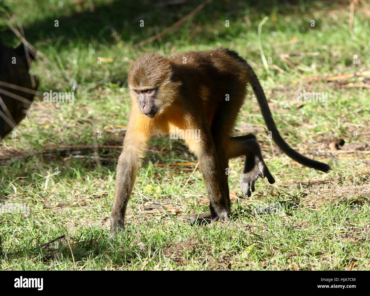 Central African Golden bellied mangabey (Cercocebus chrysogaster ...