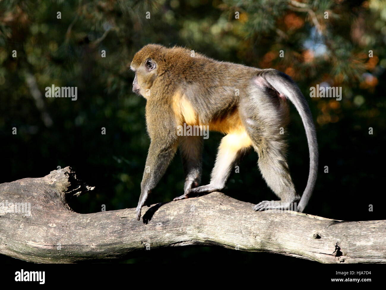 Male Central African Golden bellied mangabey (Cercocebus chrysogaster ...