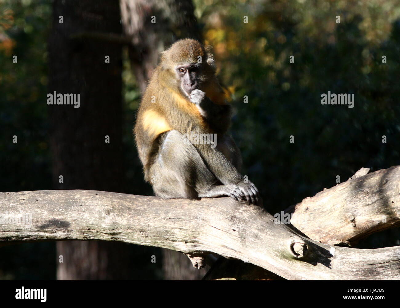 Central African Golden bellied mangabey (Cercocebus chrysogaster ...