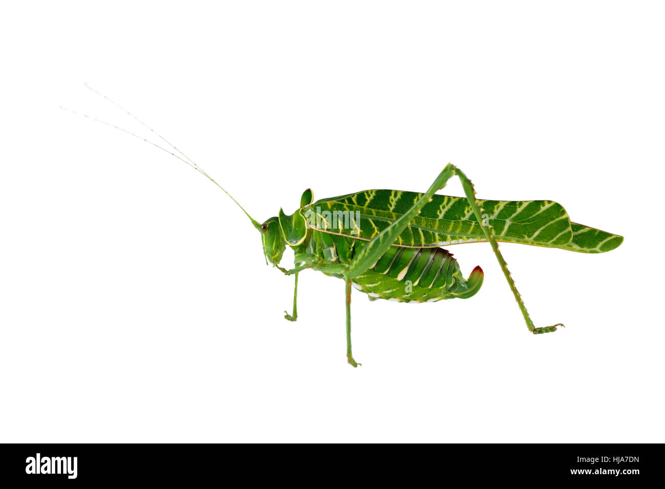 isolated, insect, grasshopper, isolation, nature, close, legs, macro ...