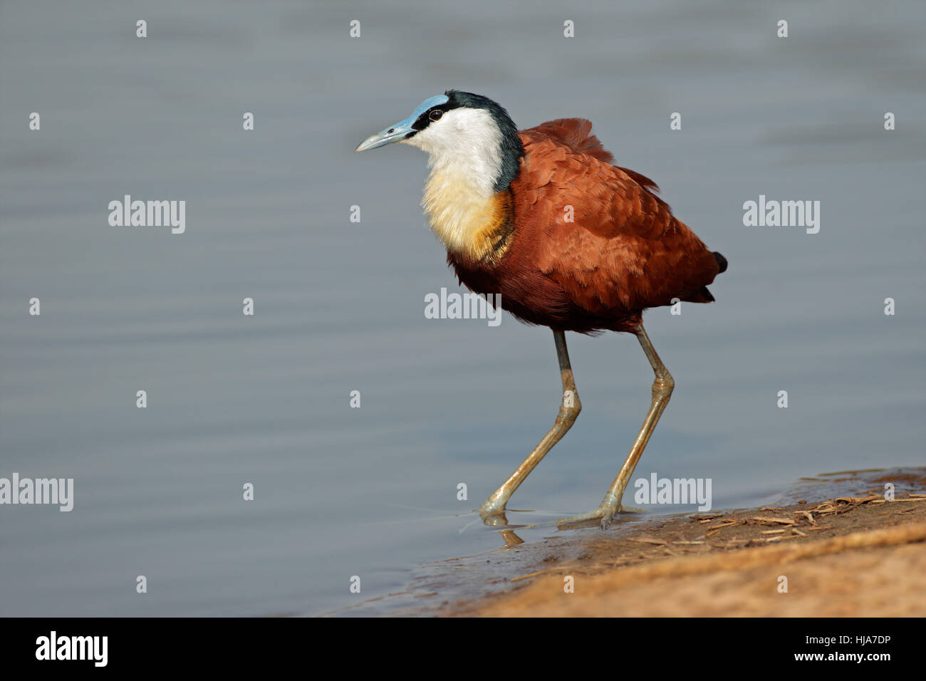 African bird species hi-res stock photography and images - Alamy