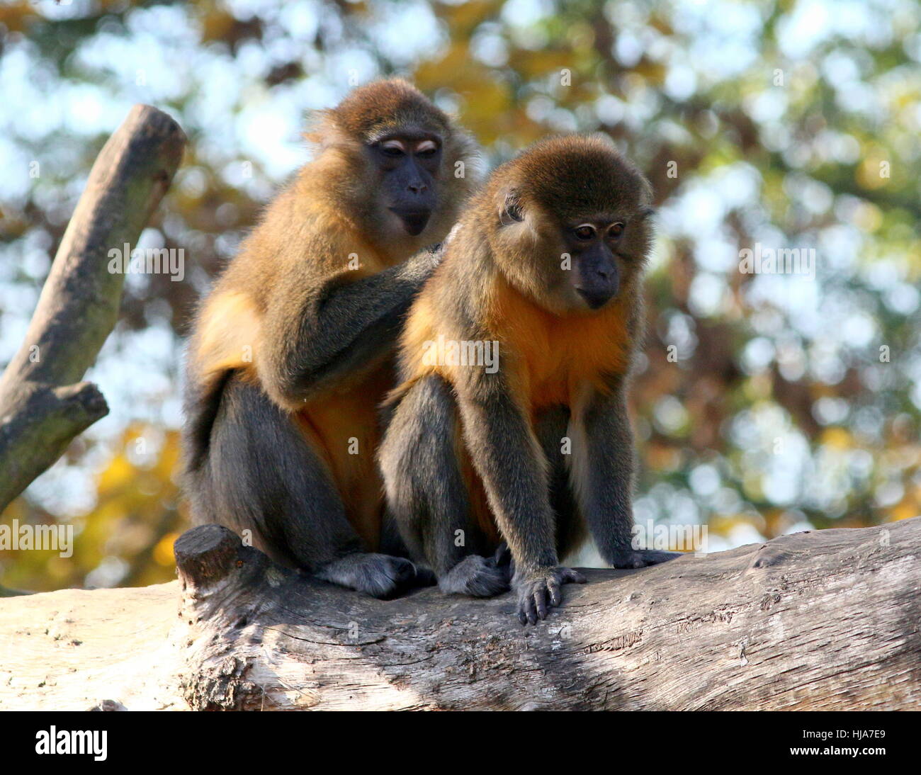 Golden bellied mangabeys hi-res stock photography and images - Alamy