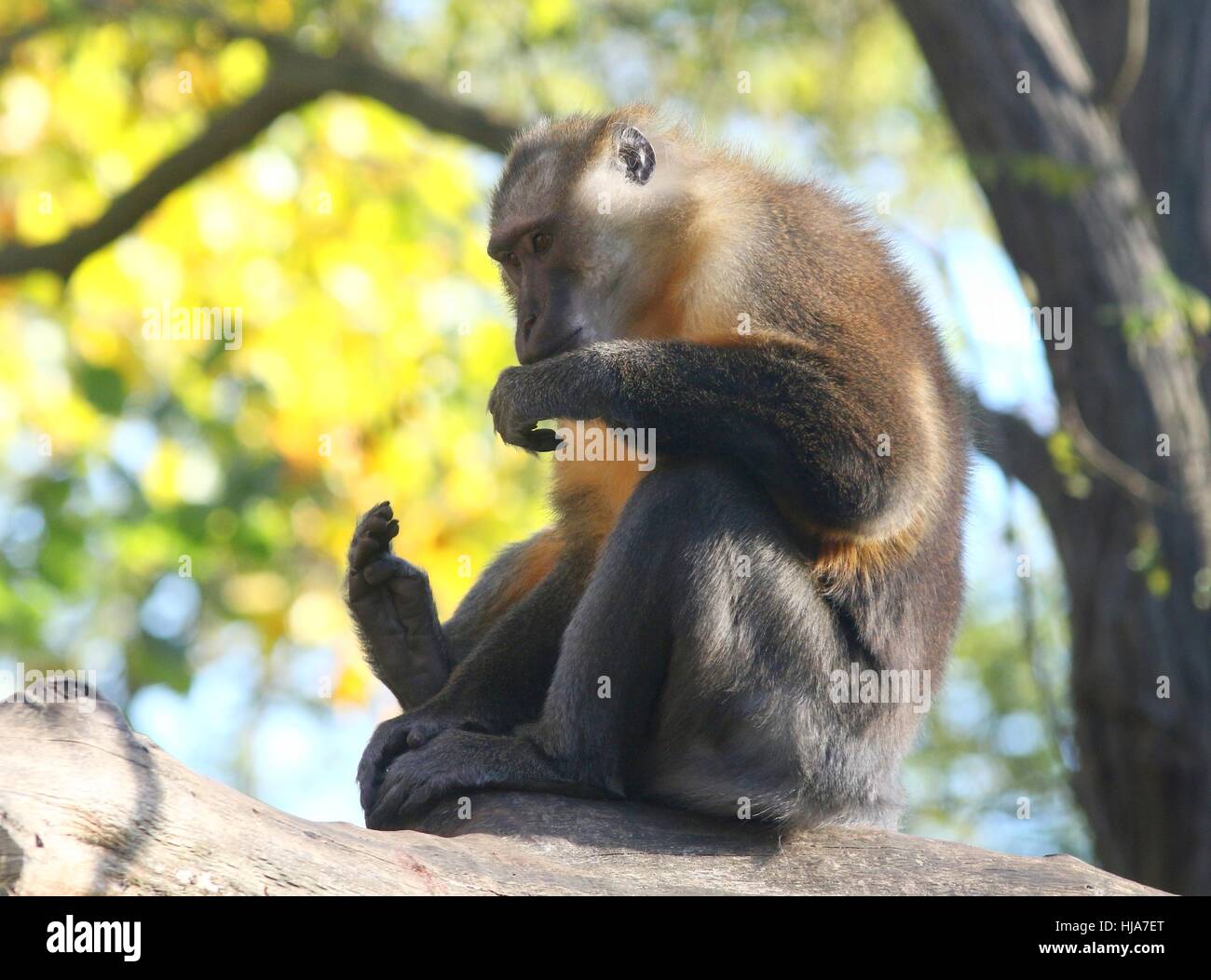 Central African Golden bellied mangabey (Cercocebus chrysogaster ...