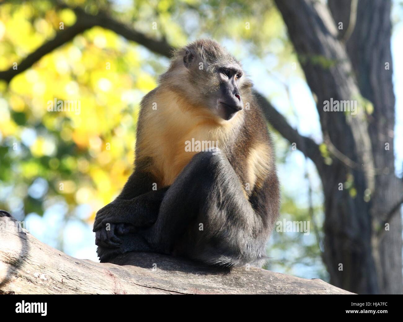 Female Central African Golden bellied mangabey (Cercocebus chrysogaster ...