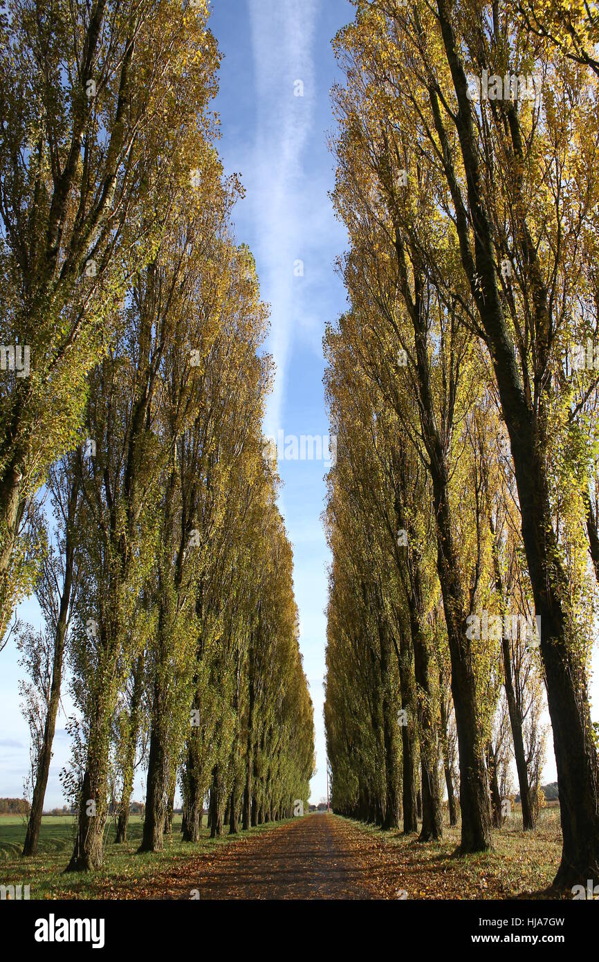Black poplar populus nigra trees hi-res stock photography and images ...