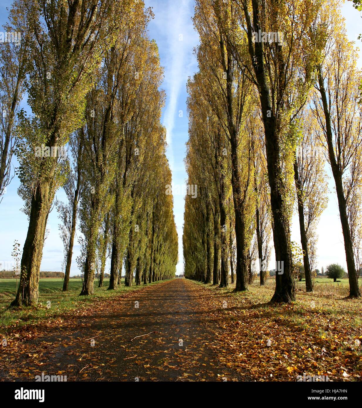 Dutch landscape with tall poplar trees (Populus nigra var italica ...