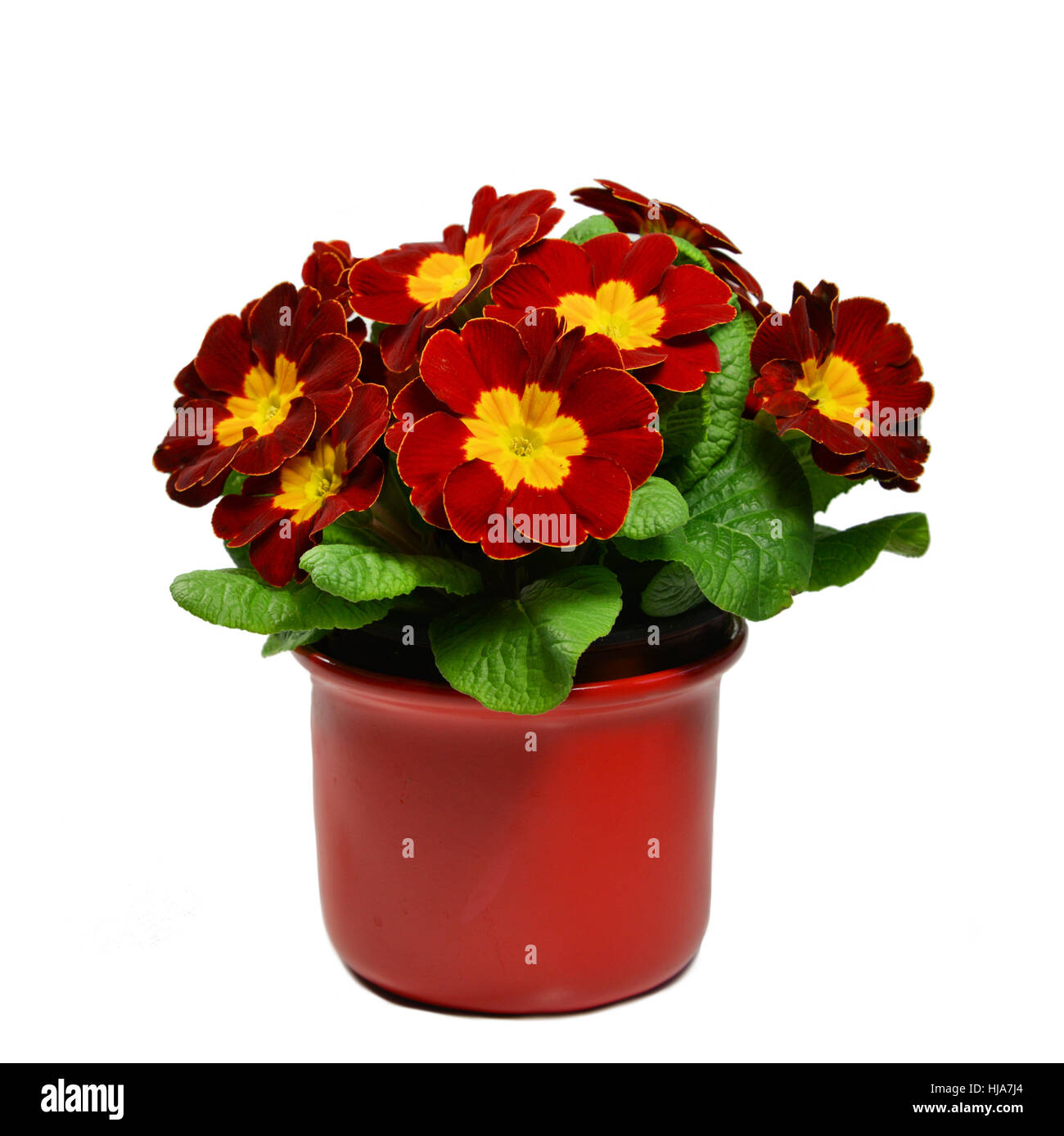 dark red primrose in flower pot Stock Photo - Alamy