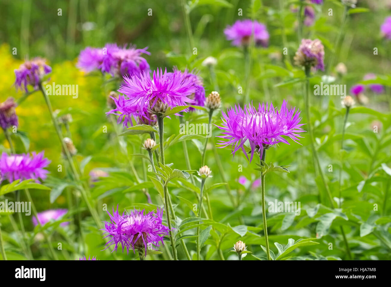 perennial cornflower or Centaurea dealbata flower in spring garden ...
