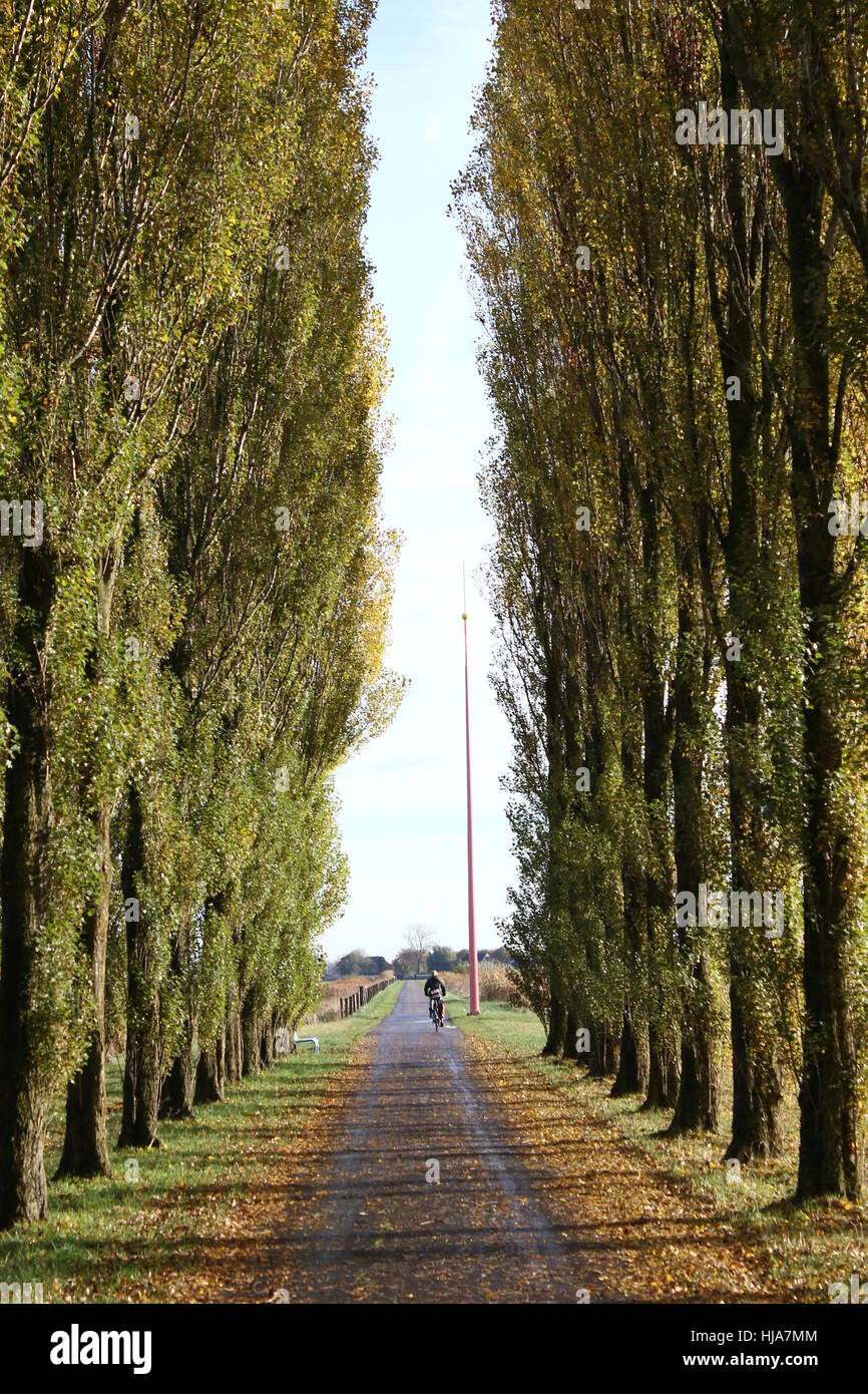 Black poplar populus nigra leaves hi-res stock photography and images ...