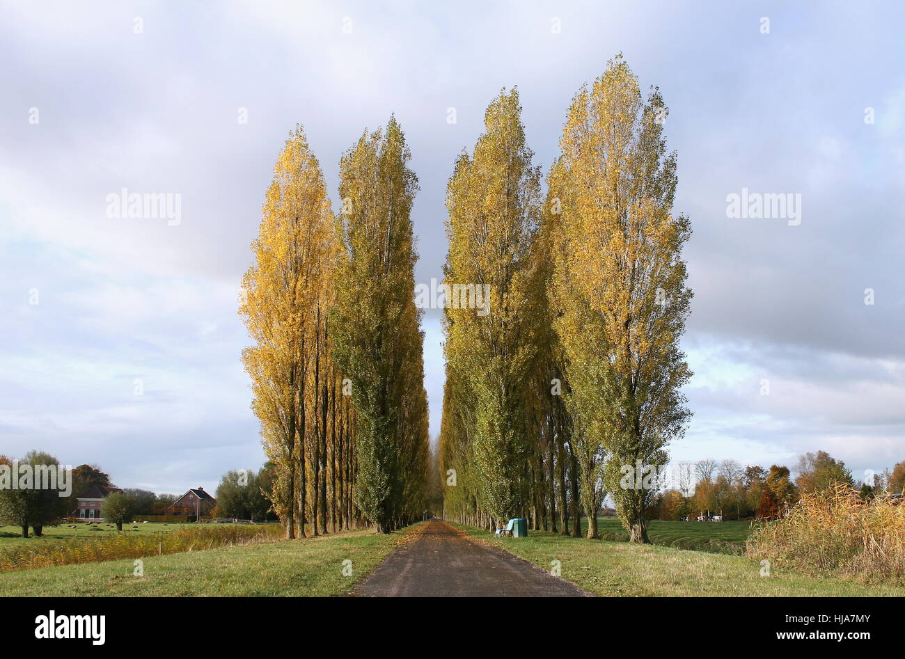 Poplar trees hi-res stock photography and images - Alamy