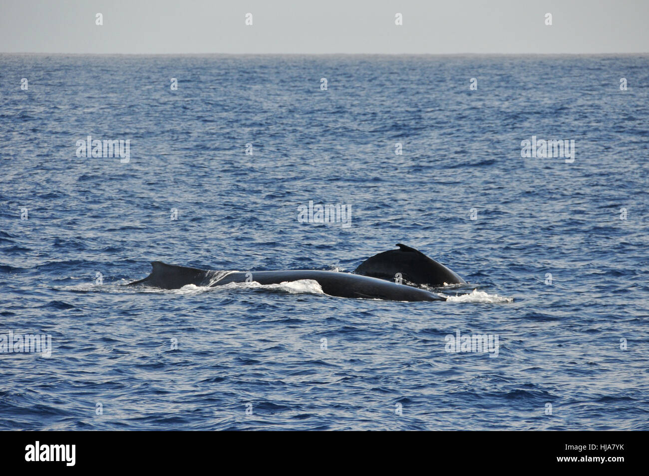 Blue whale in the indian ocean hi-res stock photography and images - Alamy