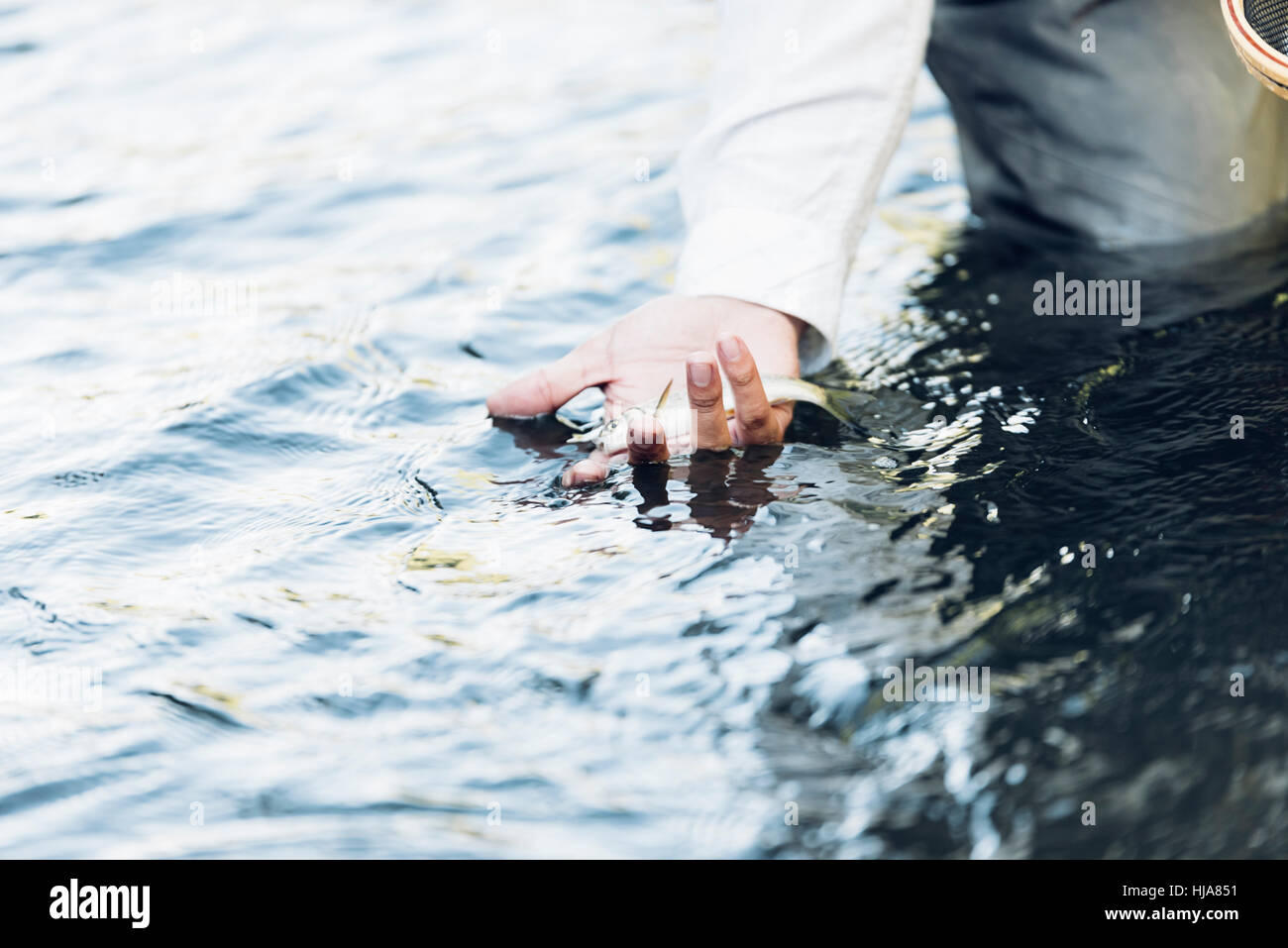 Hand with caught fish Stock Photo - Alamy