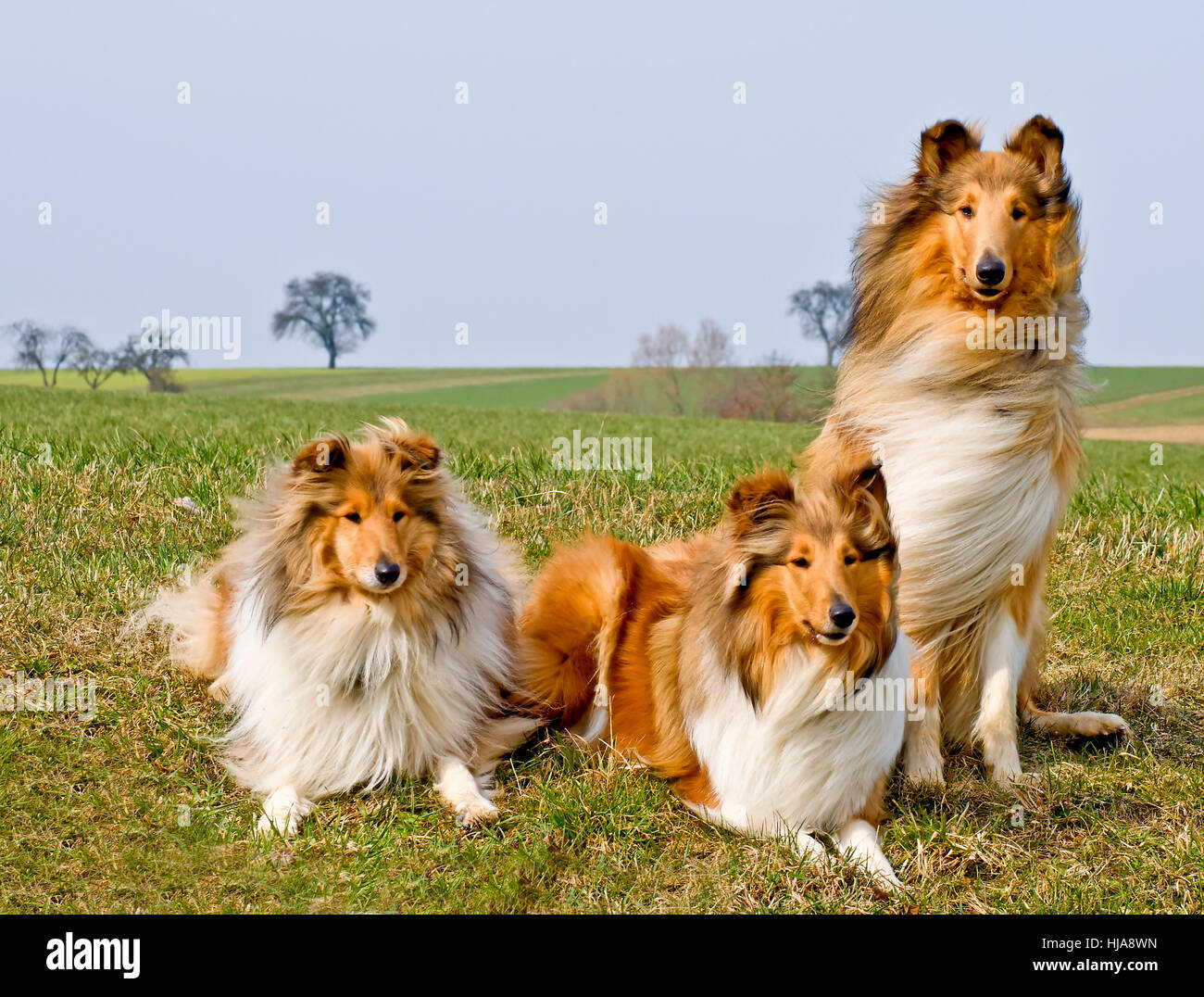 American collie sitting hi-res stock photography and images - Alamy