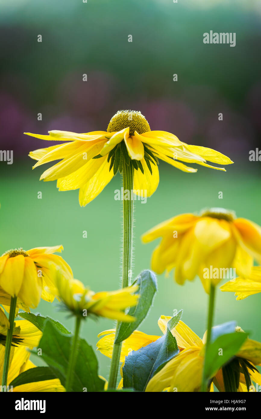 closeup, garden, flower, plant, bloom, blossom, flourish, flourishing ...