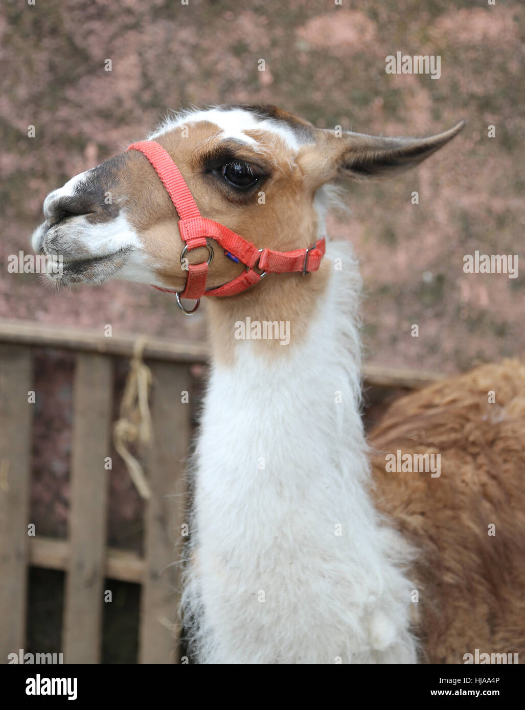 muzzle of a llama with very long neck Stock Photo - Alamy