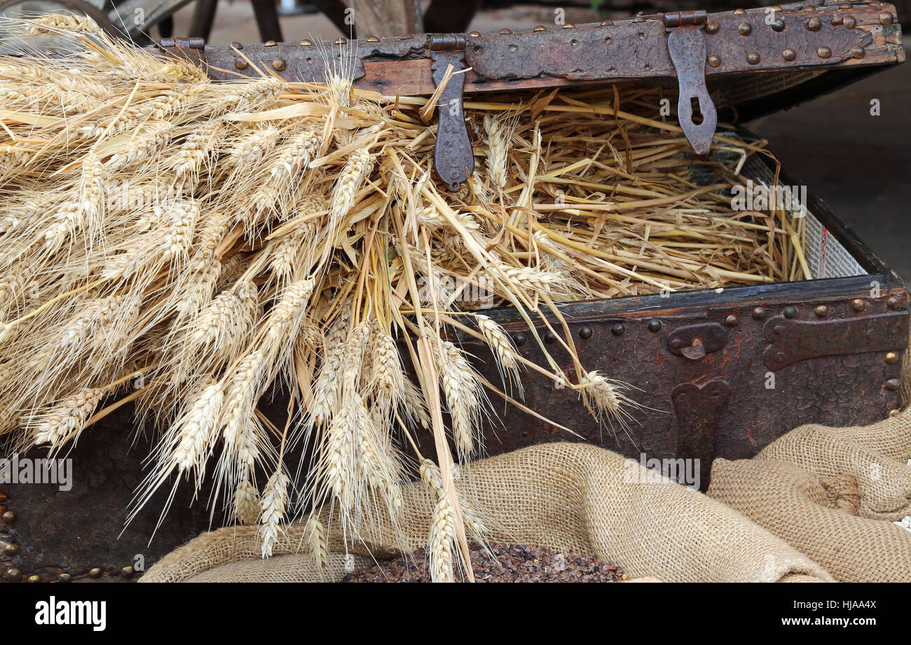 ancient chest with the treasure of mature ears of ripe wheat Stock ...