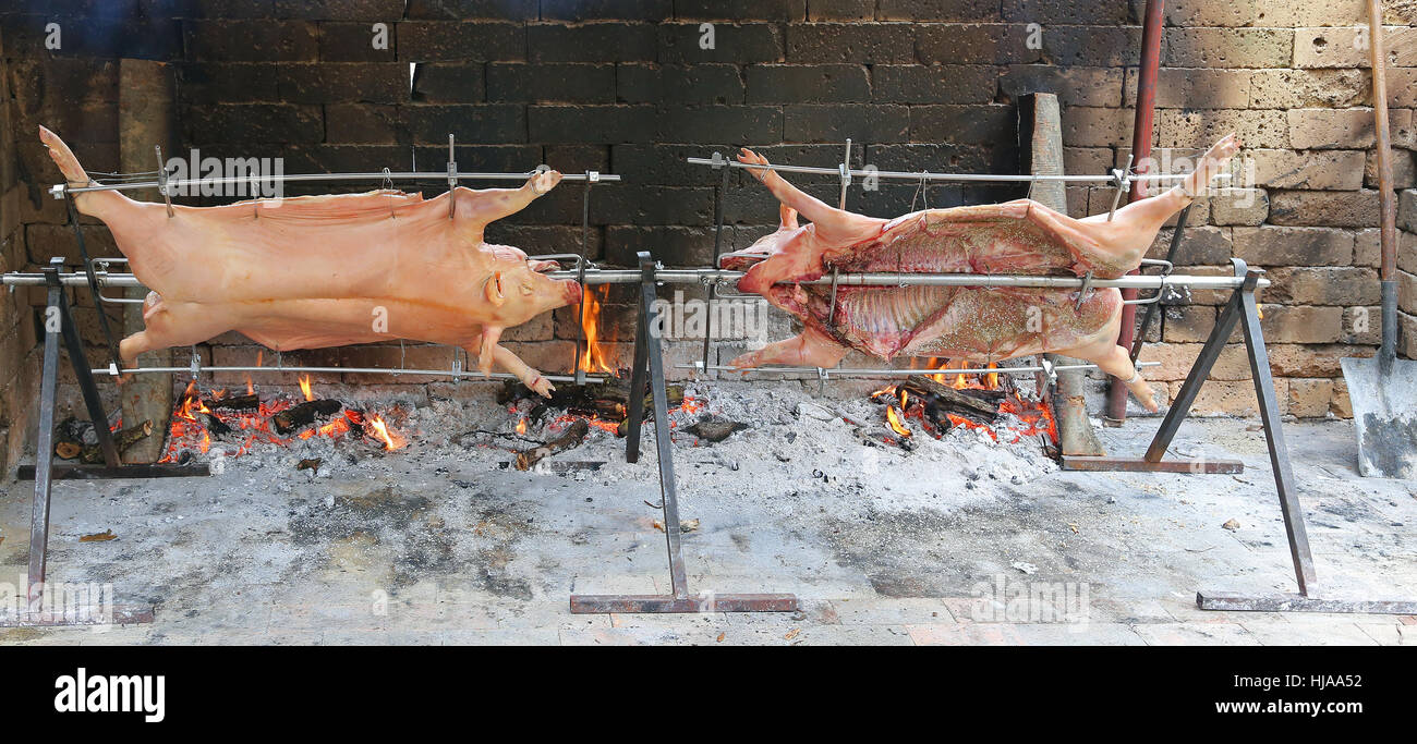 two roasted pig cook slowly on steel spit in the gigantic fireplace ...