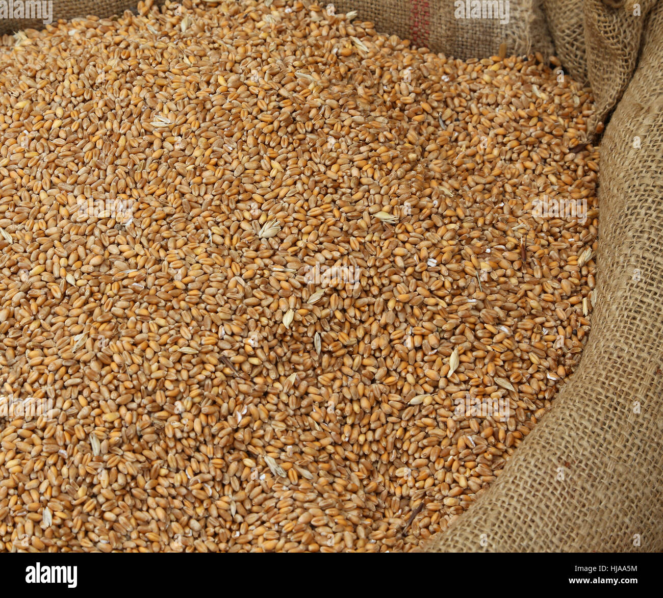 big bag of ripe wheat seeds for sale to the cereals market Stock Photo ...