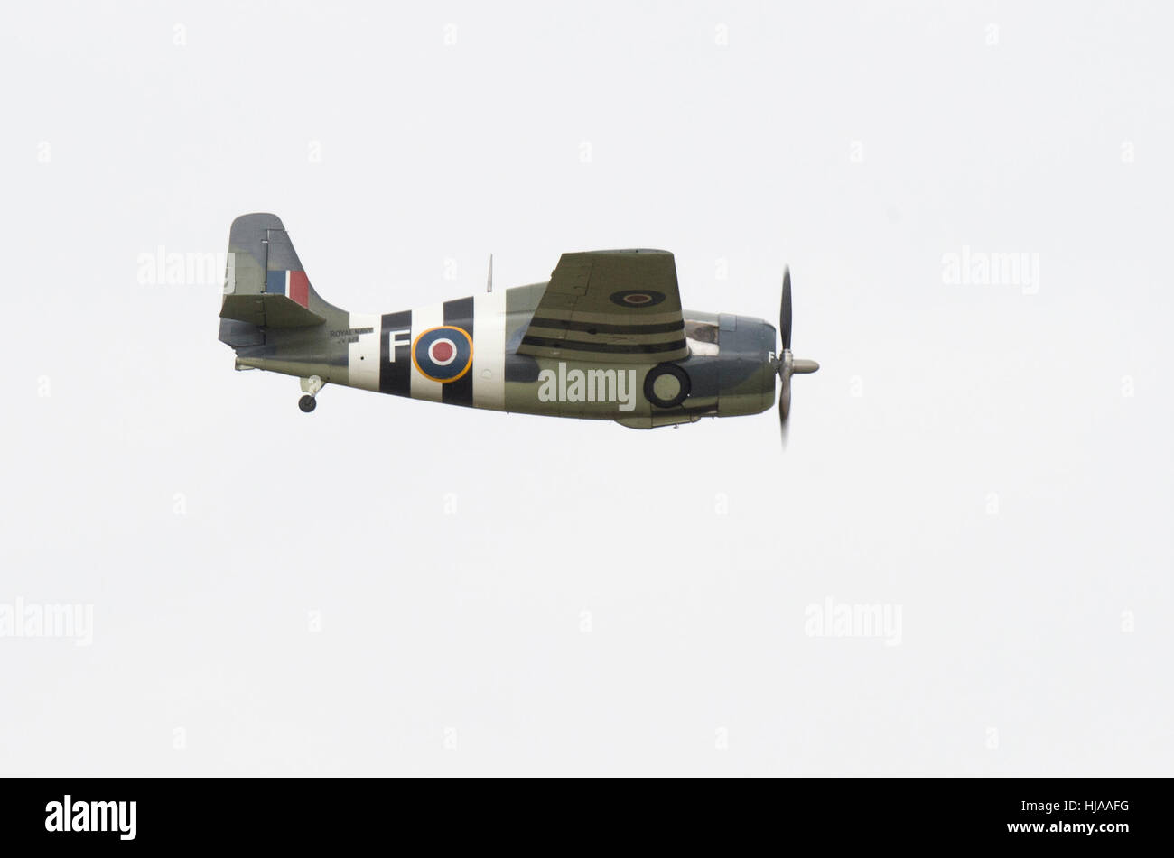Grumman FM2 Wildcat fighter aircraft performing at a flypast to honour ...