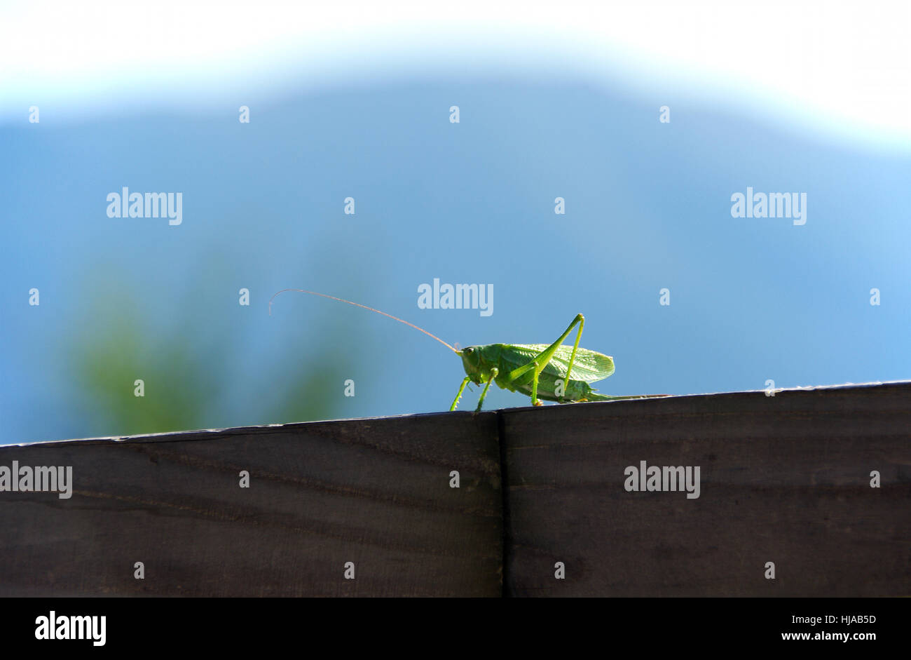 Grasshopper on a wooden railing Stock Photo - Alamy