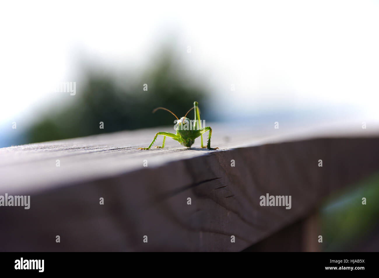 Grasshopper on a wooden railing Stock Photo - Alamy