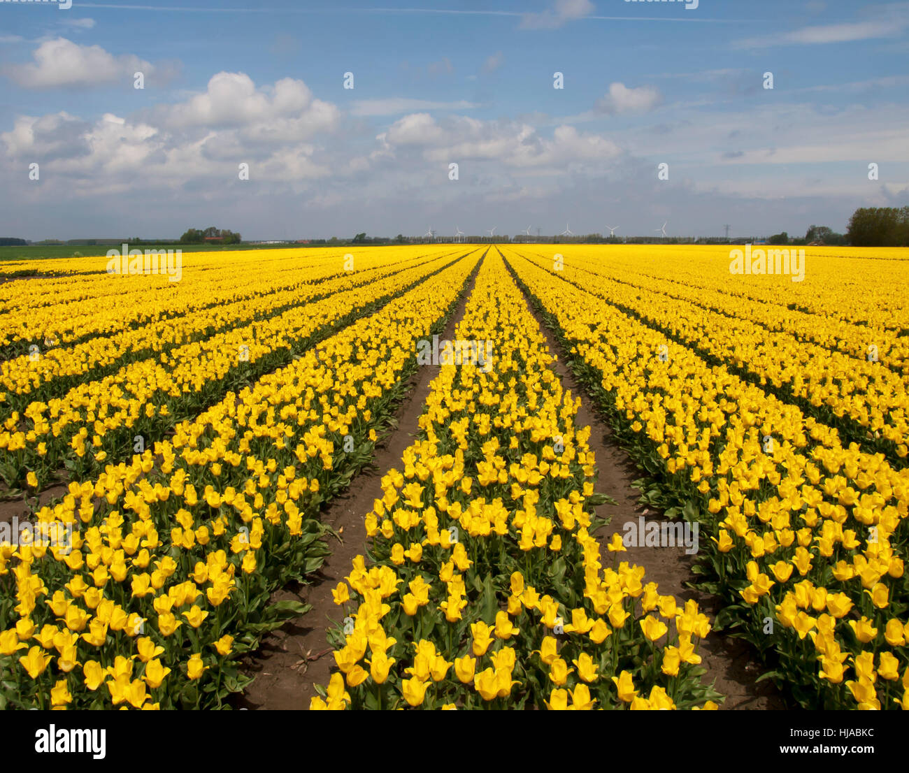 tree, trees, ground, soil, earth, humus, agriculture, farming, field ...
