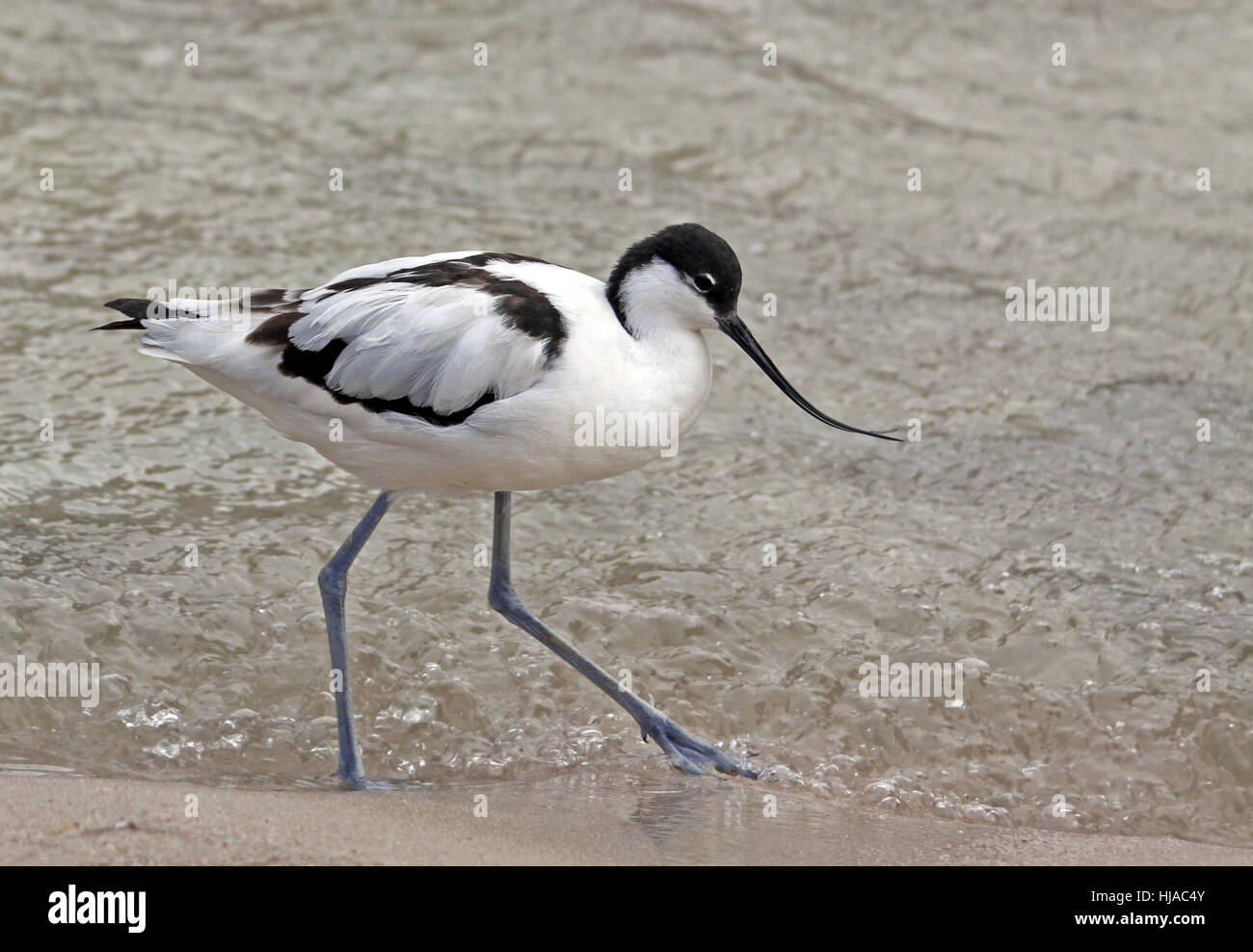 water, north sea, salt water, sea, ocean, mud flats, leggy, wader ...