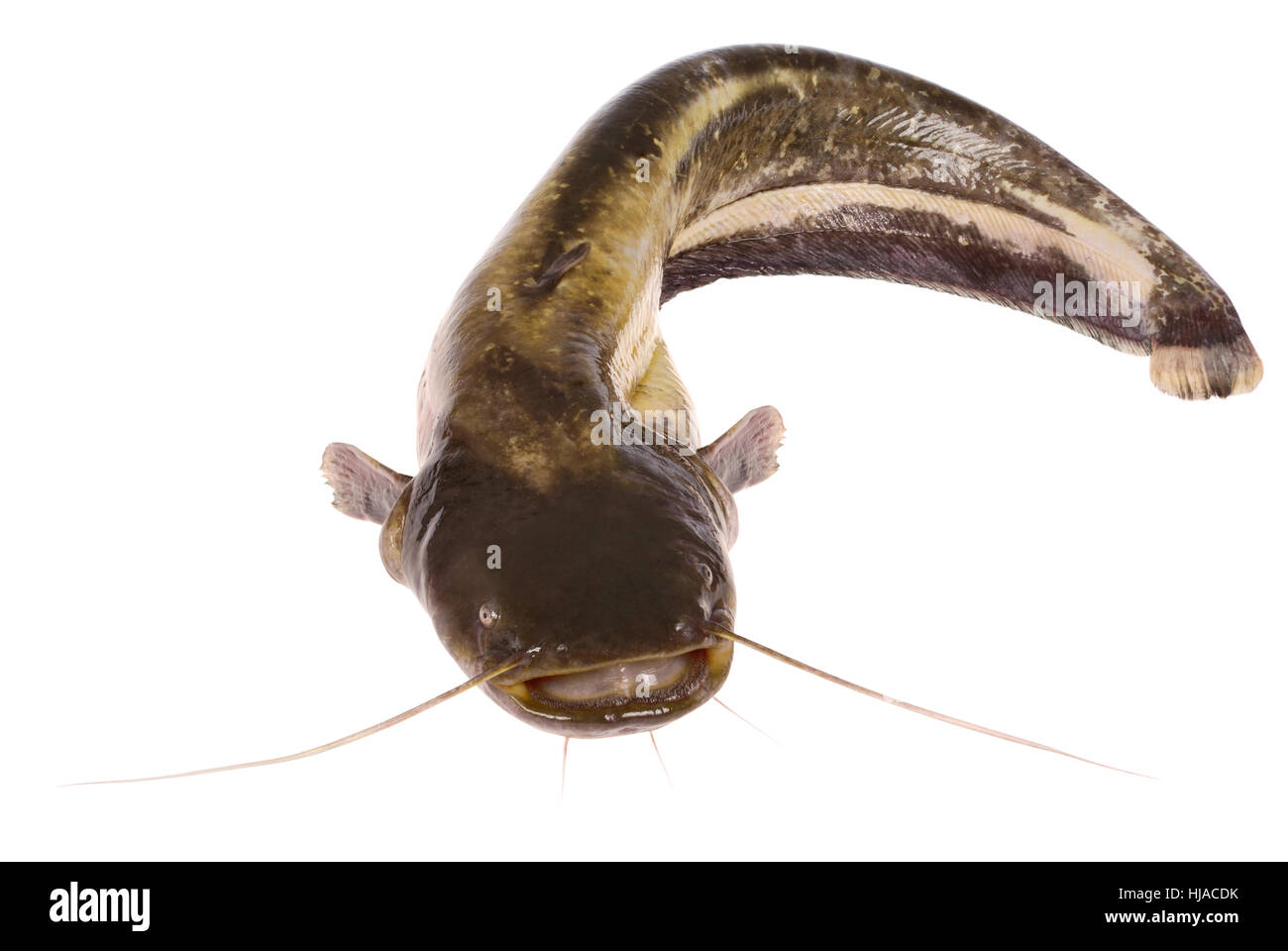 Catfish isolated on white background. Clipping path inside Stock Photo ...