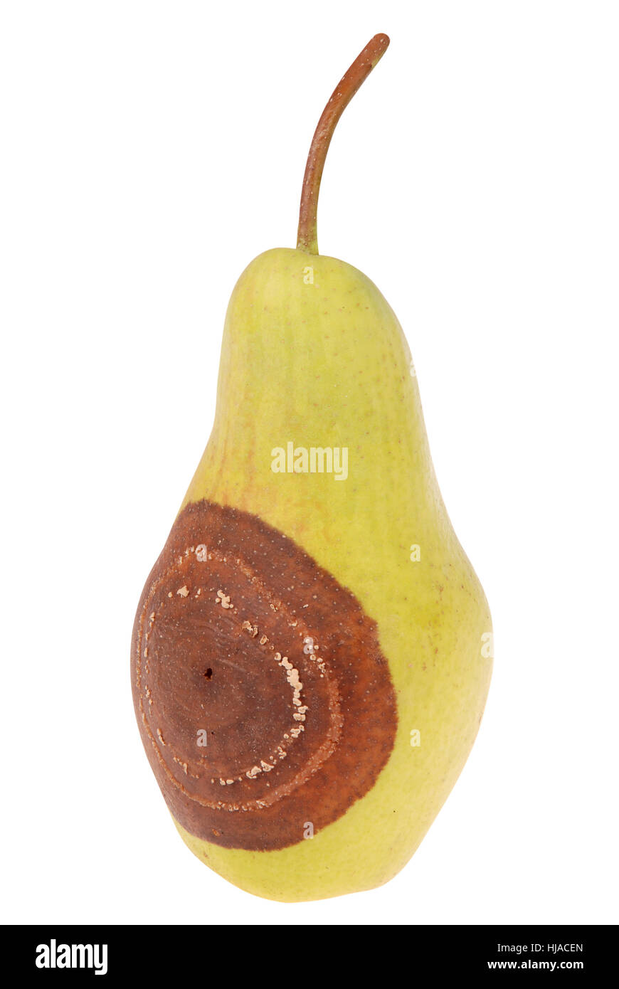 Rotten pear hi-res stock photography and images - Alamy