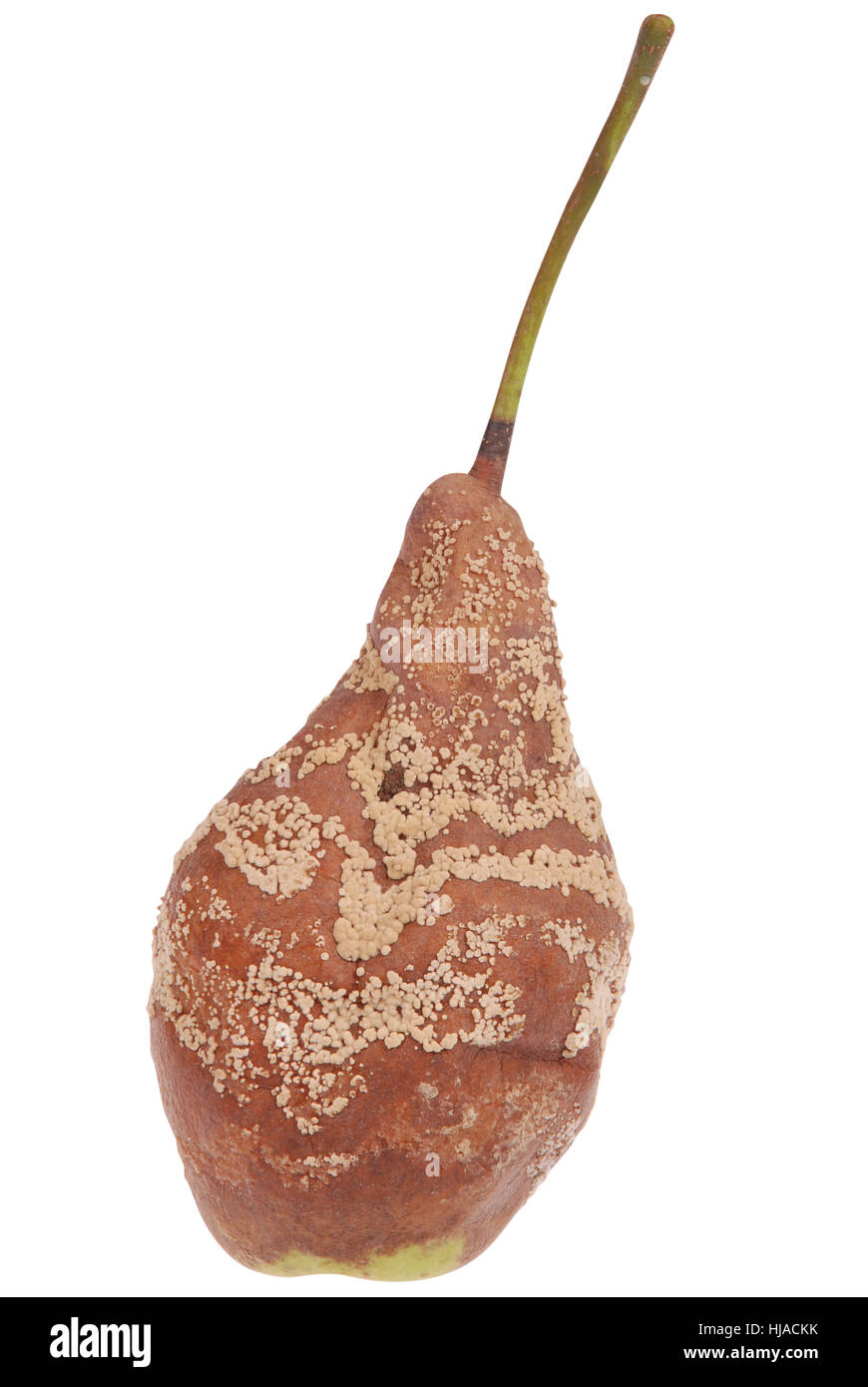 Rotten pear hi-res stock photography and images - Alamy