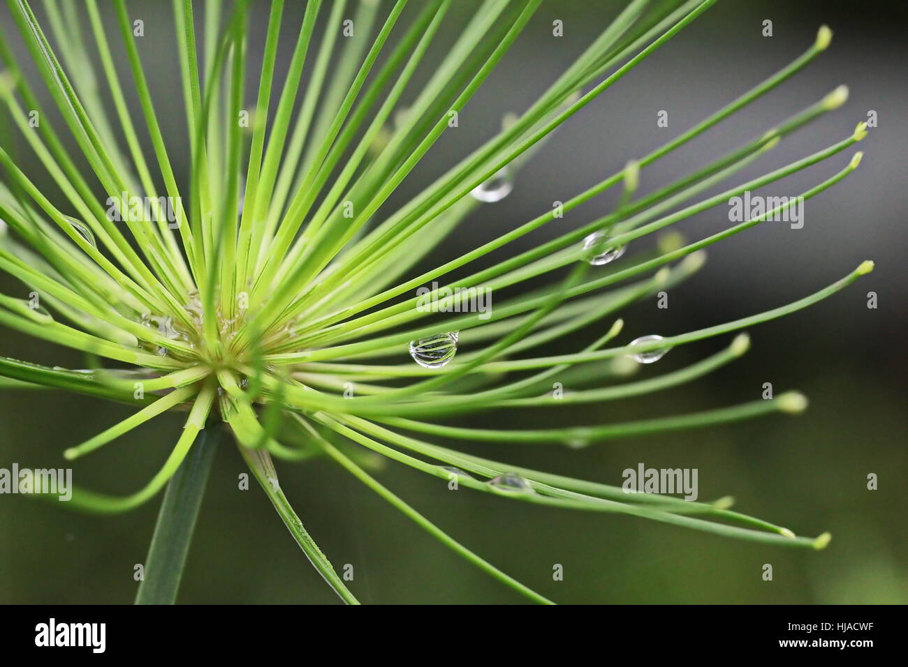 detail, water drop, waterdrop, water, plant, drop, drip, drops, seeping ...