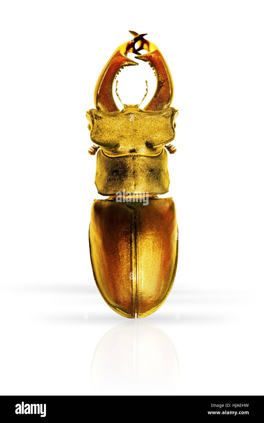 Goldbug hi-res stock photography and images - Alamy