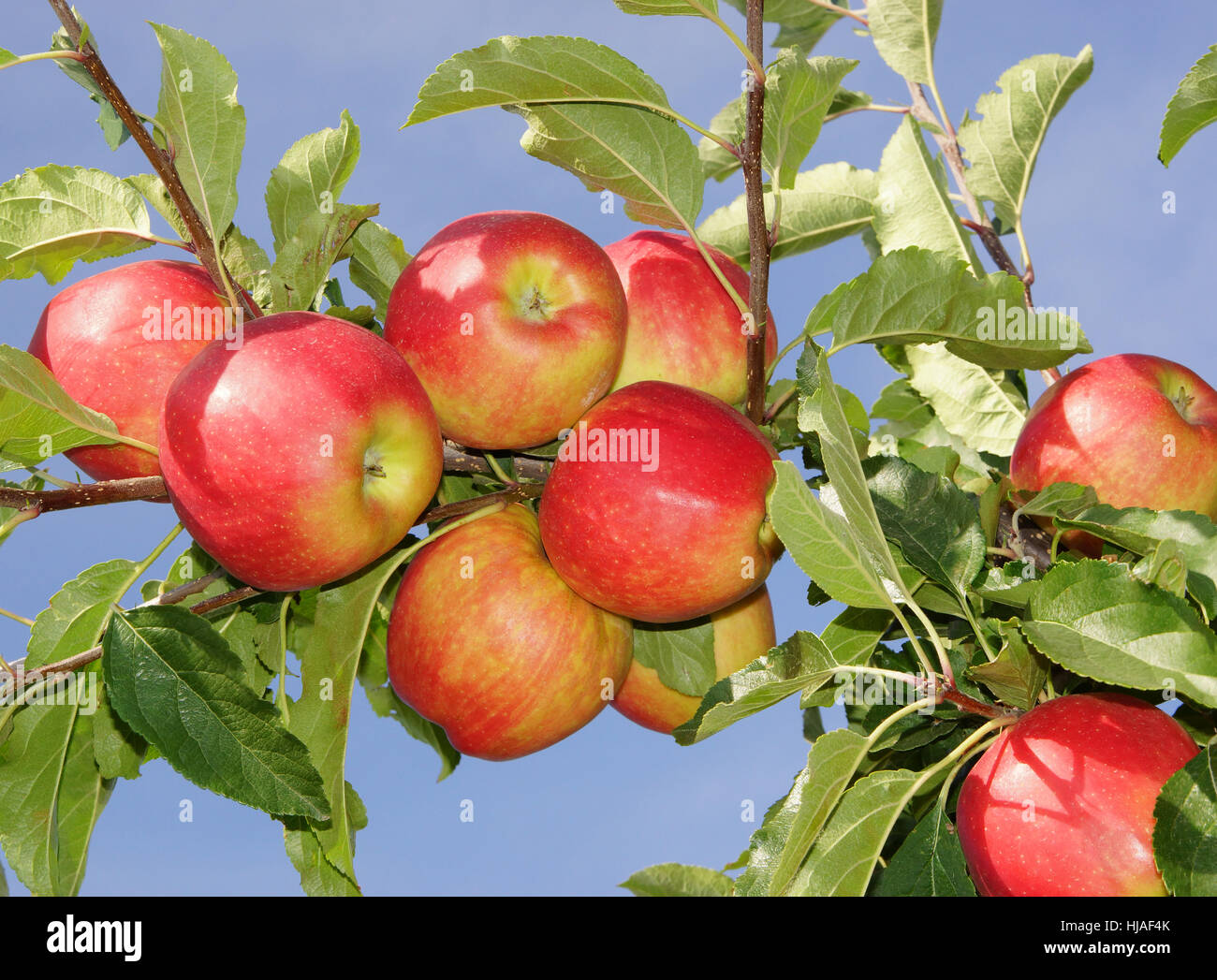 agriculture, farming, apple tree, apples, apple, fruit-tree, orchard ...