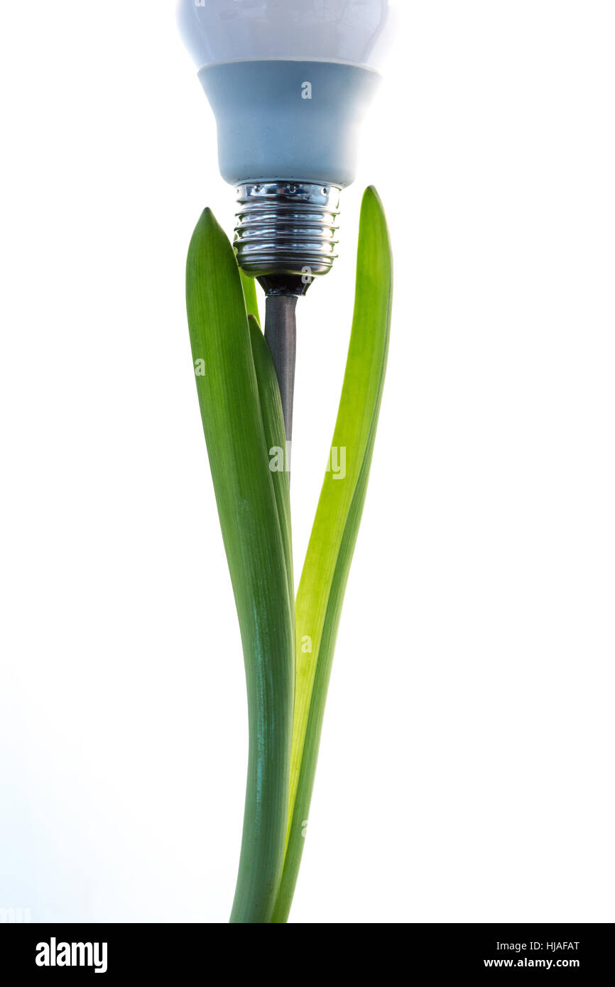 Economic light bulb growing from plant stalk on white background Stock ...