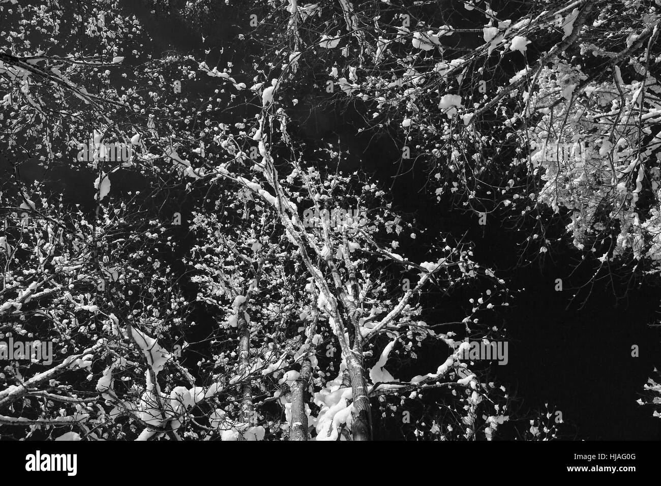 Hokkaido japan winter Black and White Stock Photos & Images - Alamy