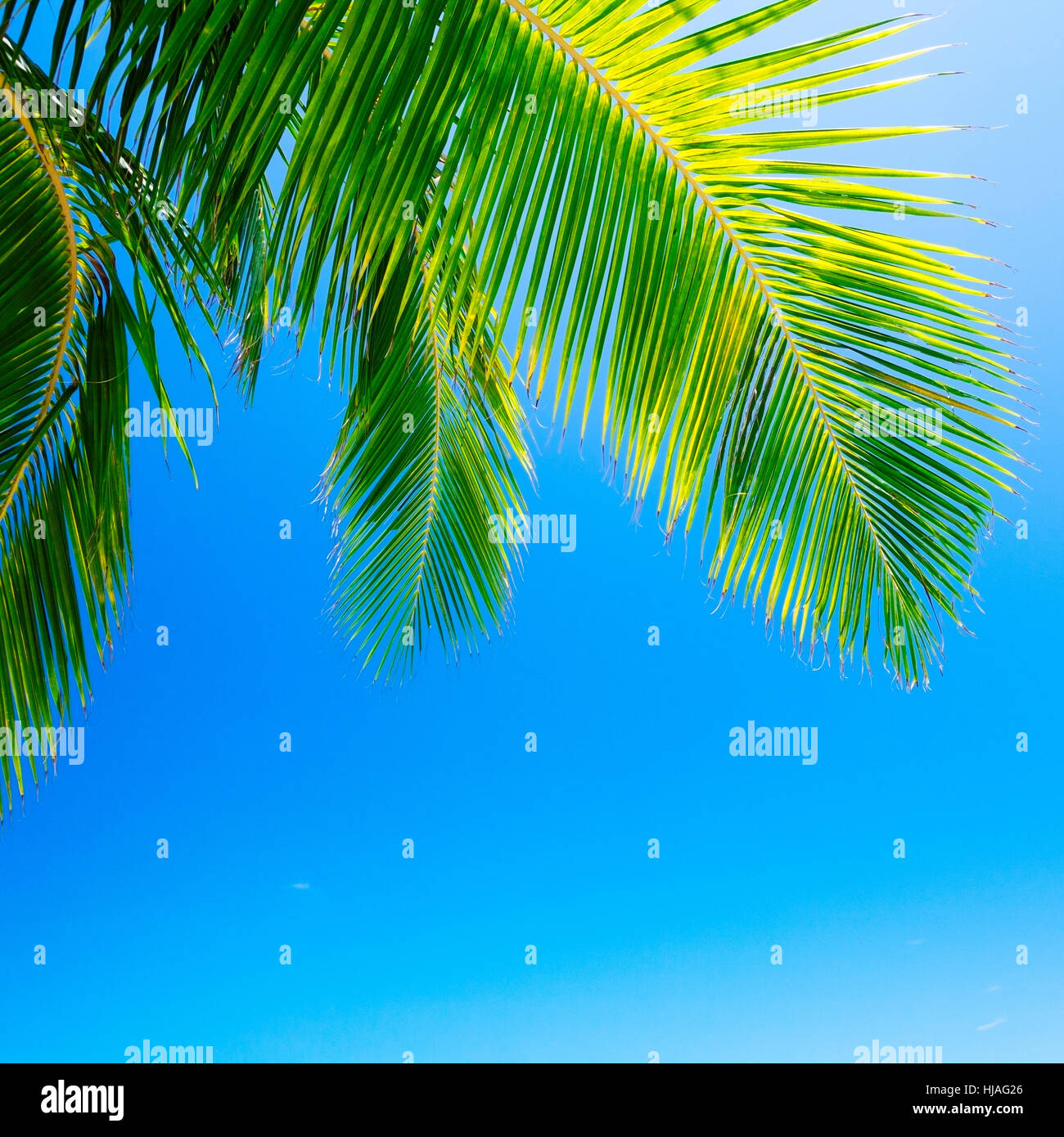 blue, leaf, green, summer, summerly, square, exotic, palm tree ...