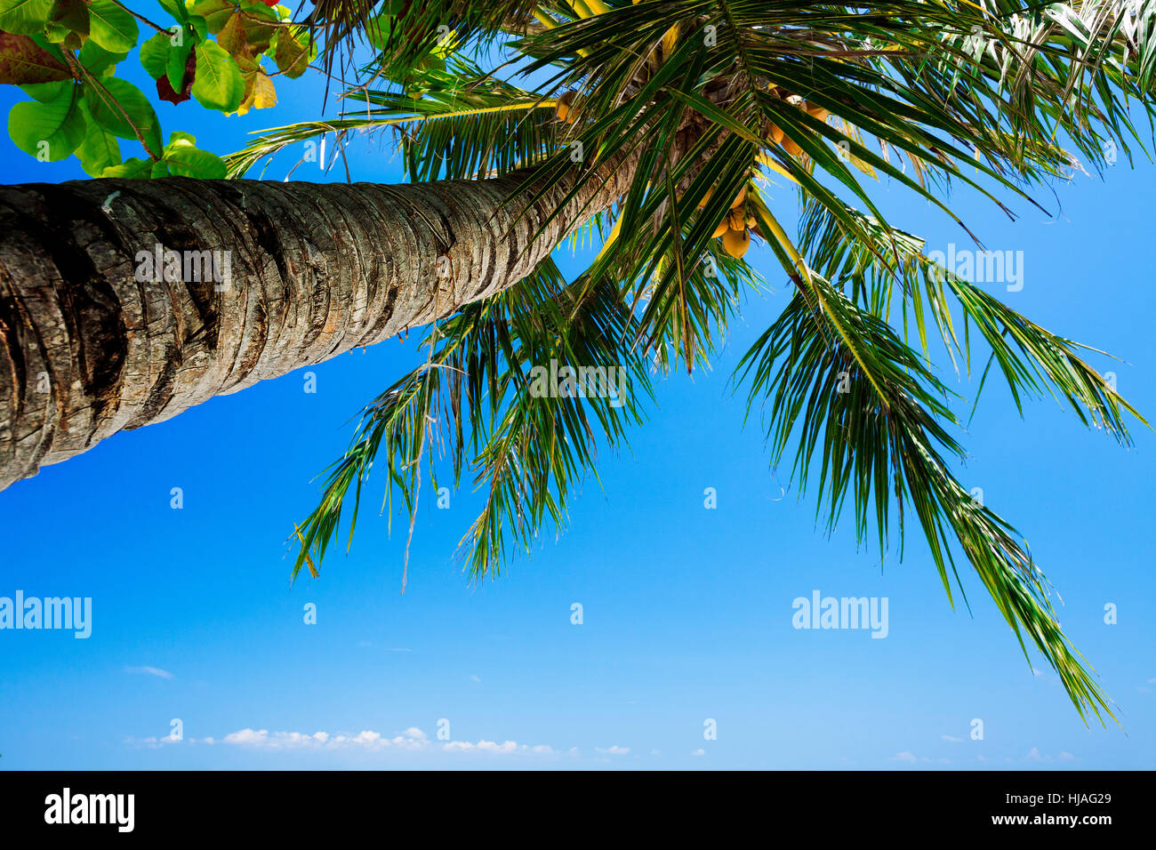 blue, leaf, green, summer, summerly, square, exotic, palm tree ...
