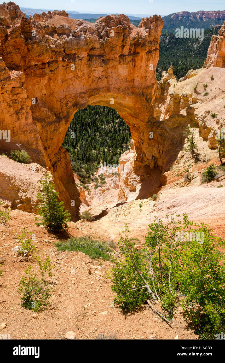 environment, enviroment, tree, arch, america, highland, environment ...