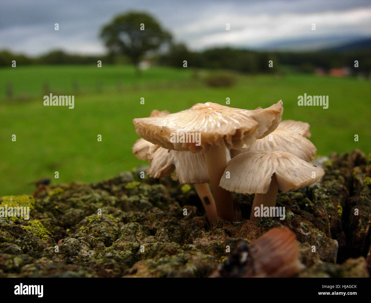 Mikrolebensraum hi-res stock photography and images - Alamy