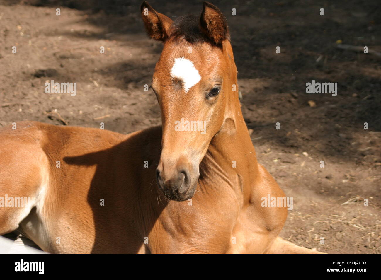 horse, stallion, gelding, mare, riding, foal, mold, horse, portrait ...