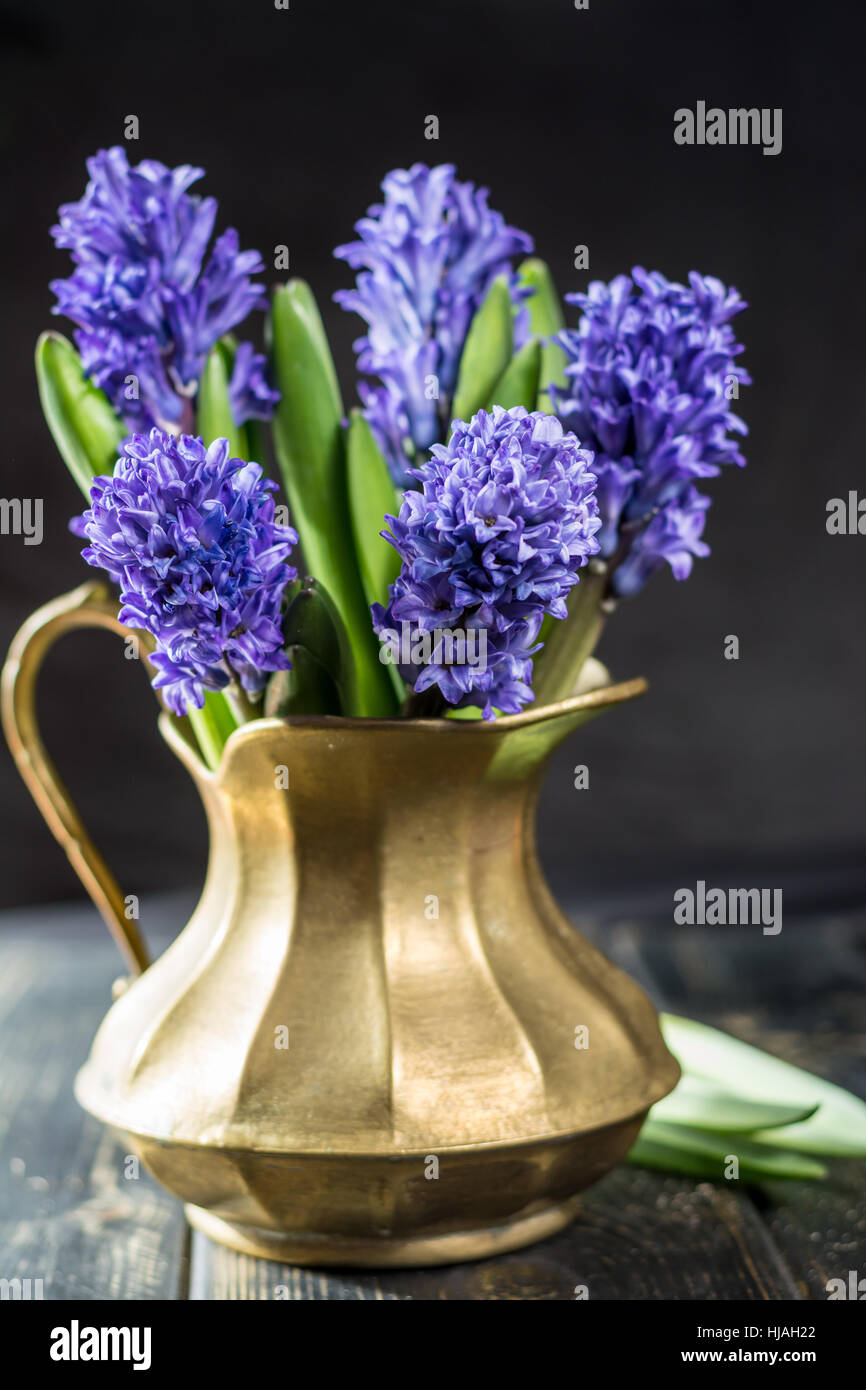 First spring flower - blue hyacinth in brass vase copy space Stock ...
