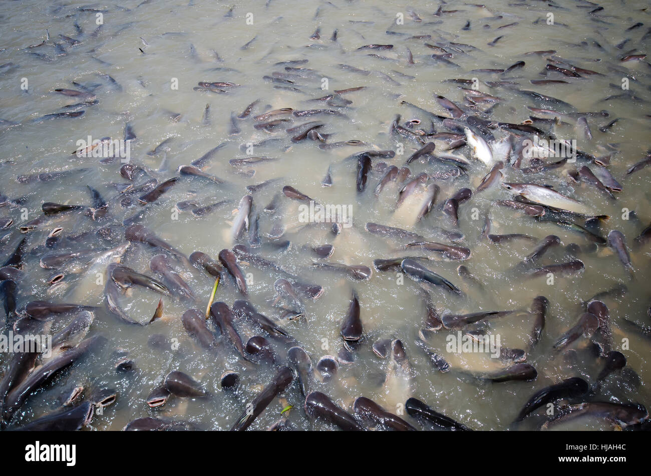 Fish in the rivers feeding Stock Photo - Alamy