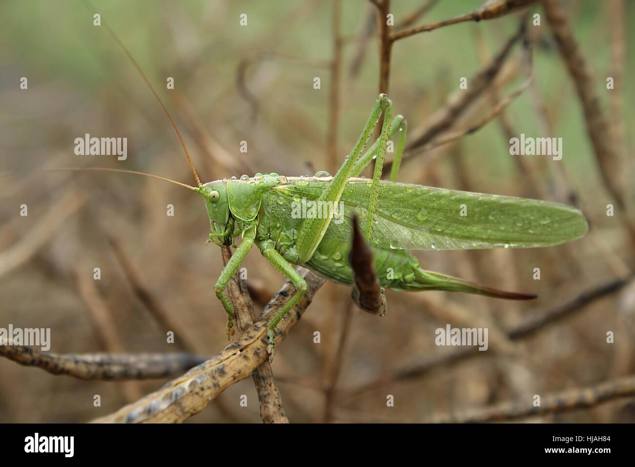 female grasshopper / female grasshopper Stock Photo - Alamy