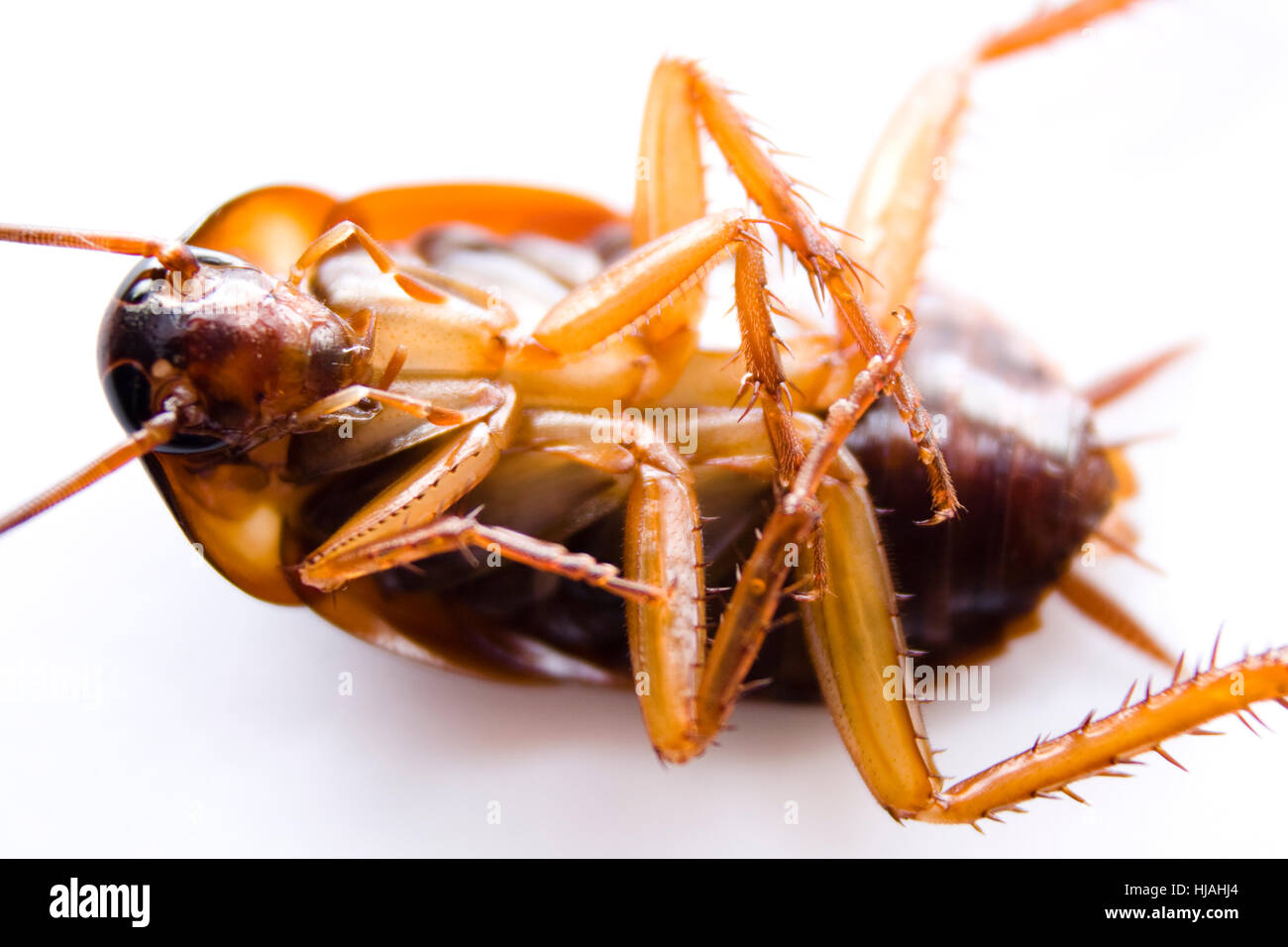 insects, animals, cockroach, dangerous, legs, macro, close-up, macro ...