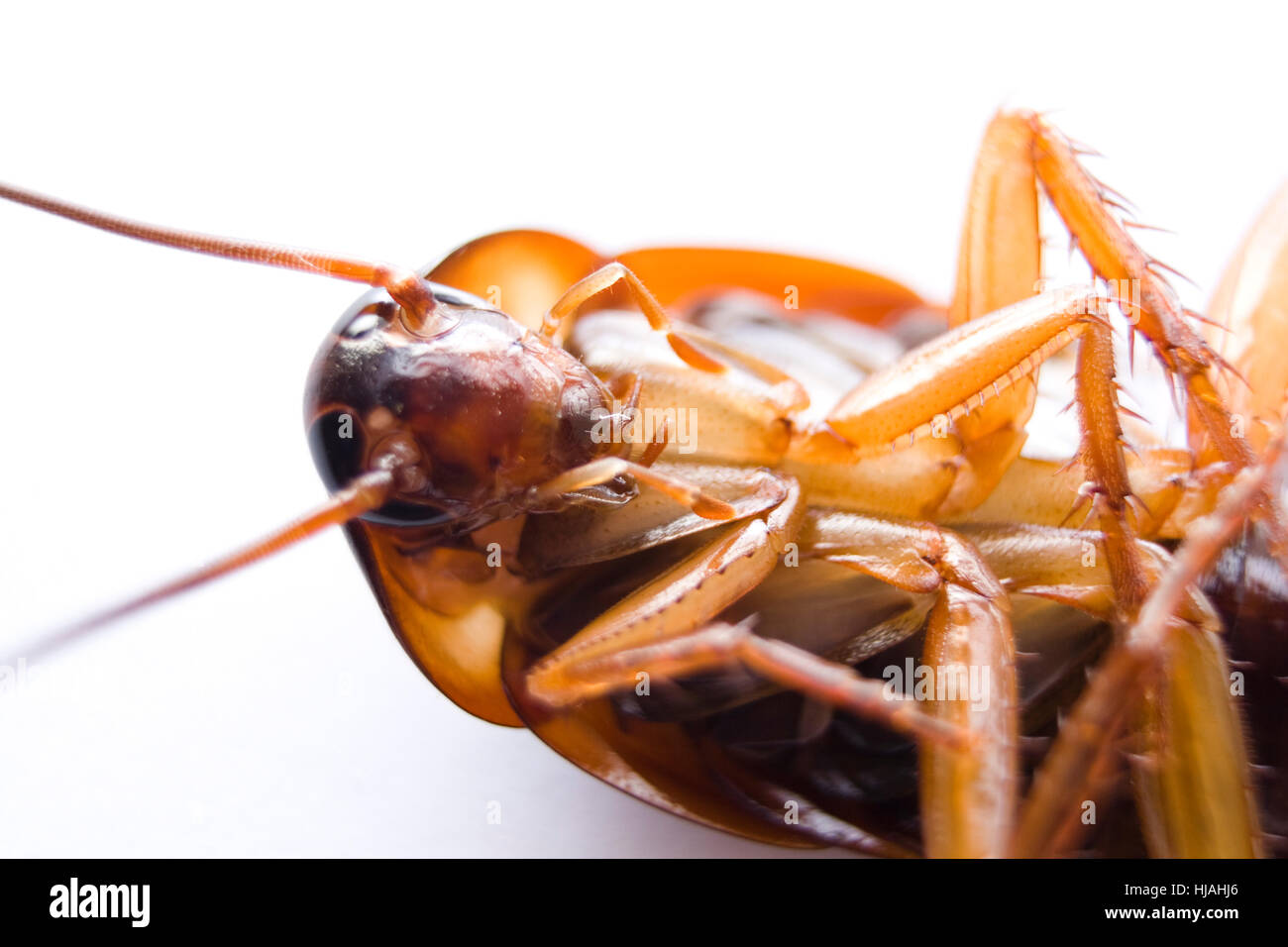 insects, animals, cockroach, dangerous, legs, macro, close-up, macro ...