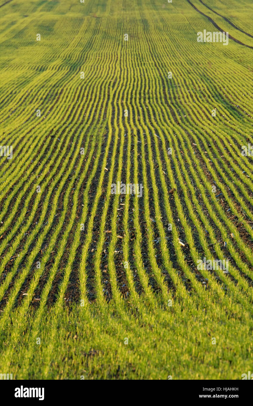 agriculture, farming, field, spring, wheat, lawn, green, fresh, nature ...