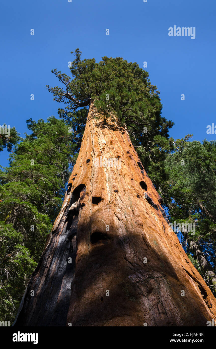 national park, giant, summer, summerly, sequoia, scenic, nature ...