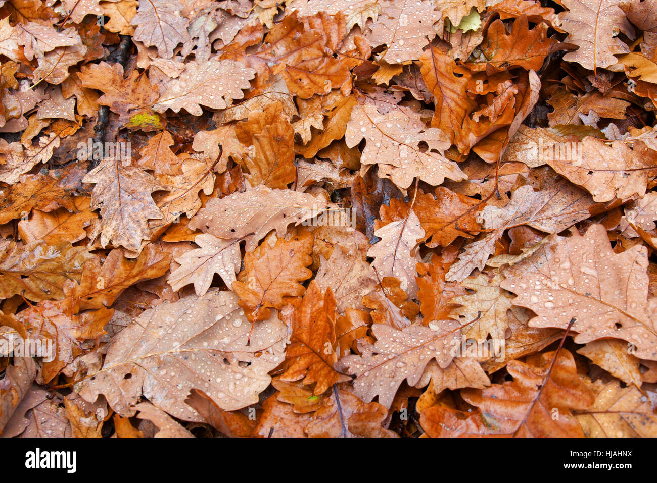 leaf, ground, soil, earth, humus, leaves, autumnal, fall, foliage ...